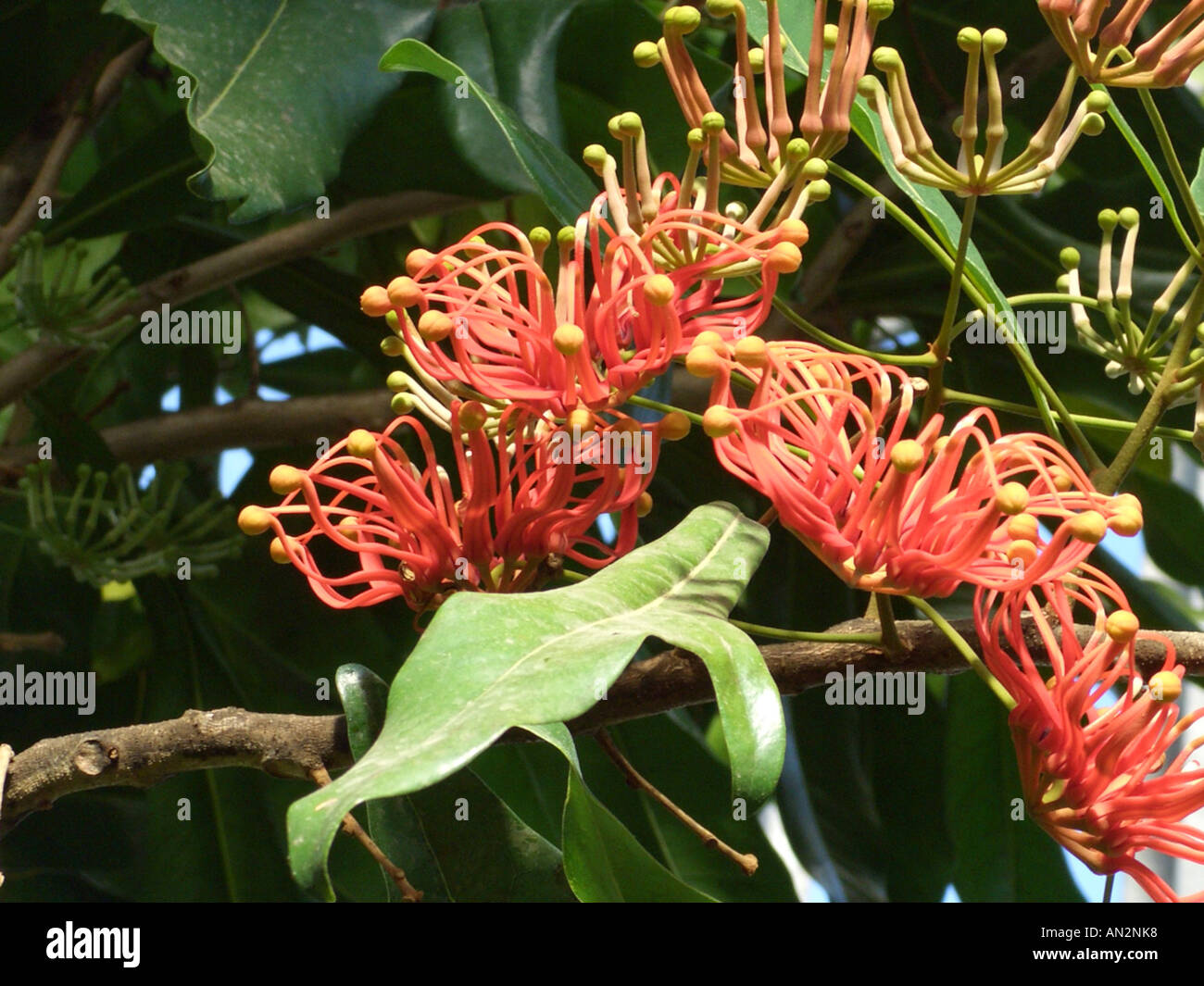 Firewheel Tree (Stenocarpus sinuatus), flowers Stock Photo - Alamy