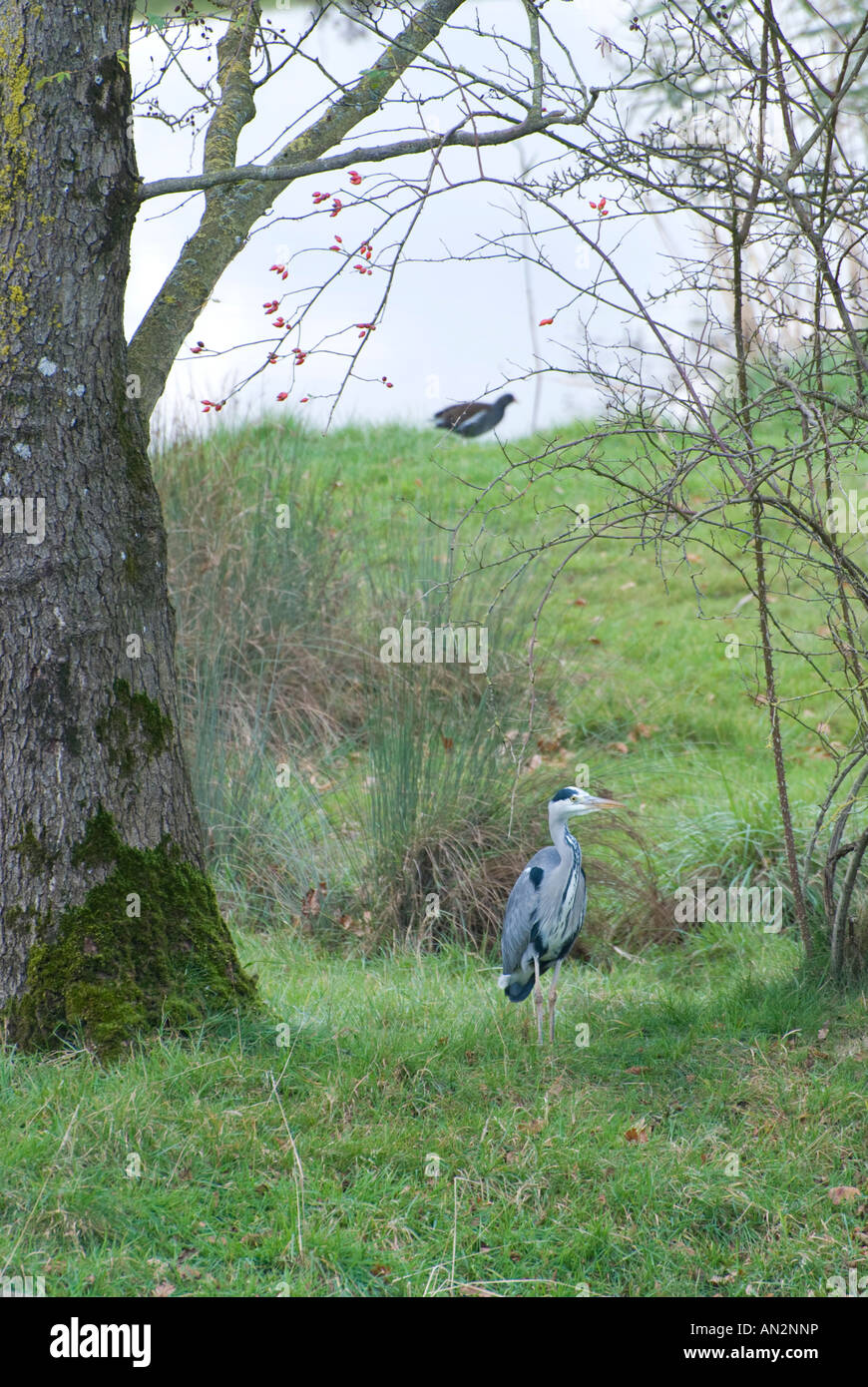 Heron field hi-res stock photography and images - Alamy