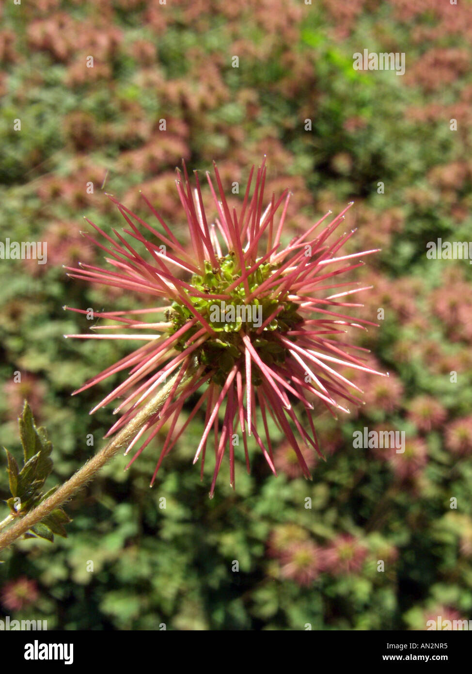 scarlet bidi-bidi, New Zealand Burr (Acaena microphylla), fruit Stock ...