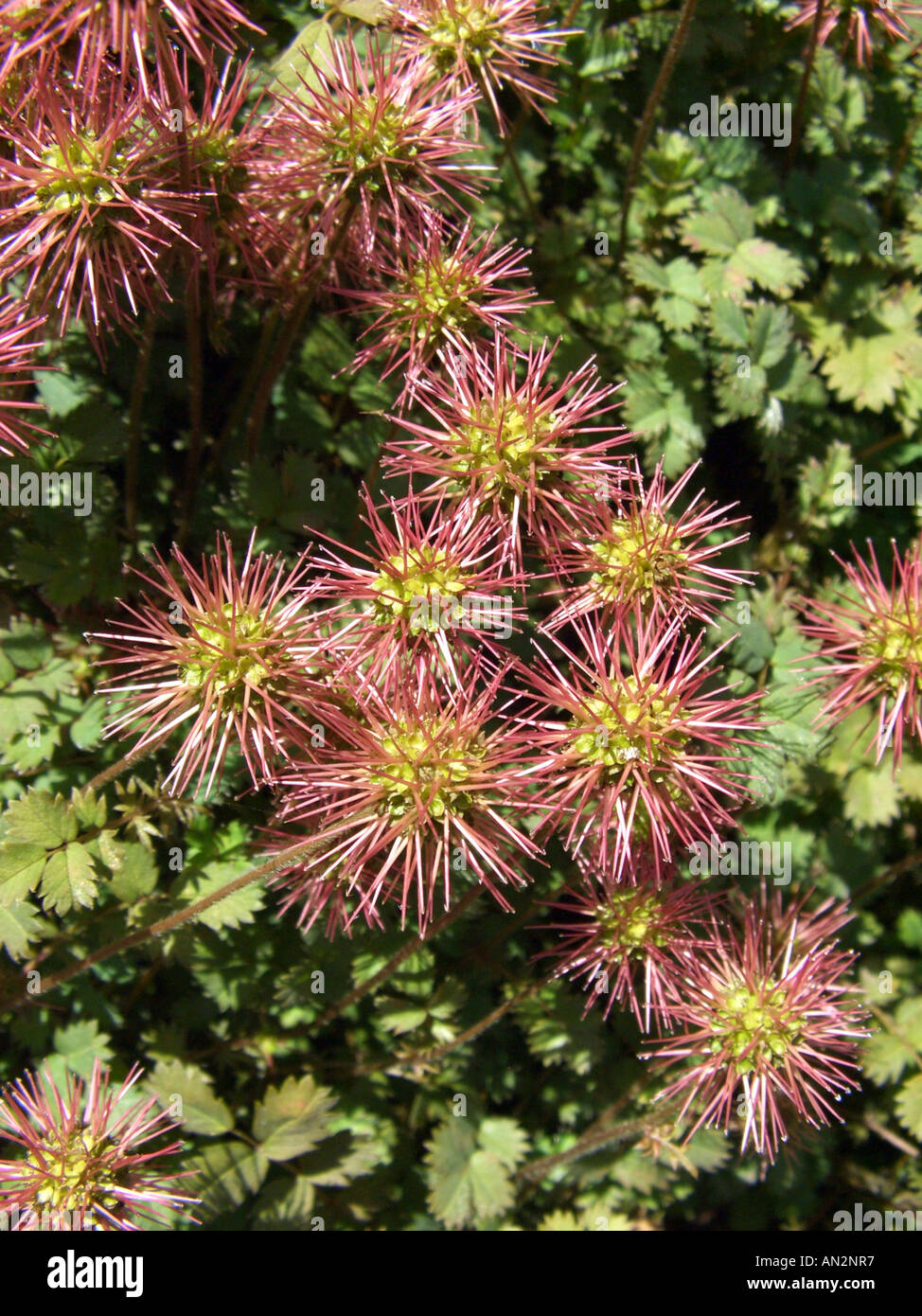 scarlet bidi-bidi, New Zealand Burr (Acaena microphylla), fruiting ...
