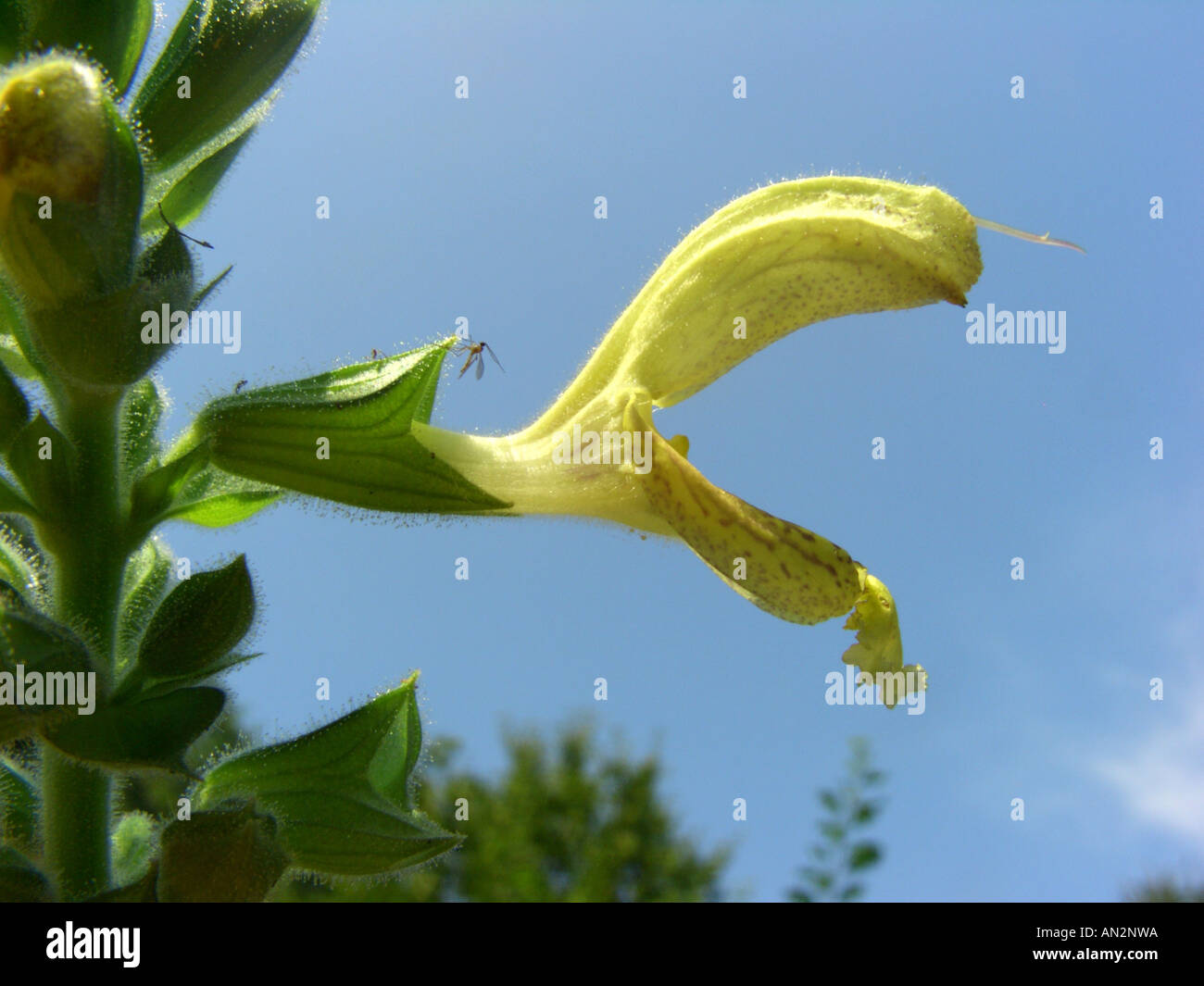 hardy sage (Salvia glutinosa), flower against blue sky with sticking ...