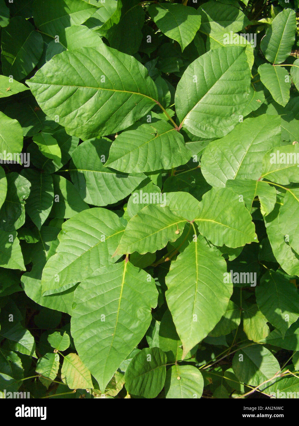 poison ivy, eastern poison-ivy, poison oak (Rhus radicans ...