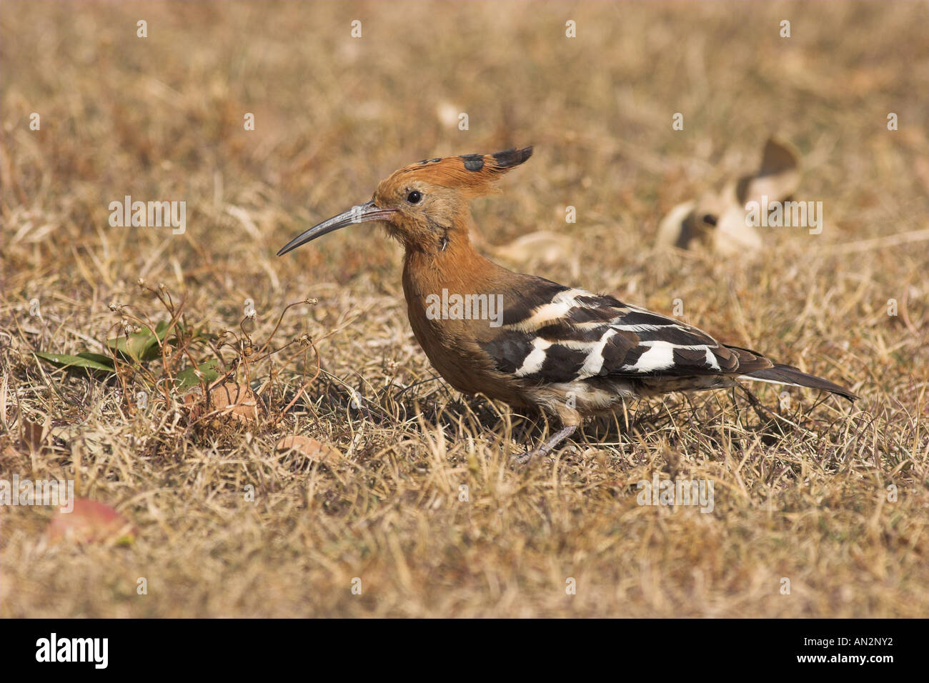 African Hoopoe (Upupa africana), portrait of a single animal on the ...