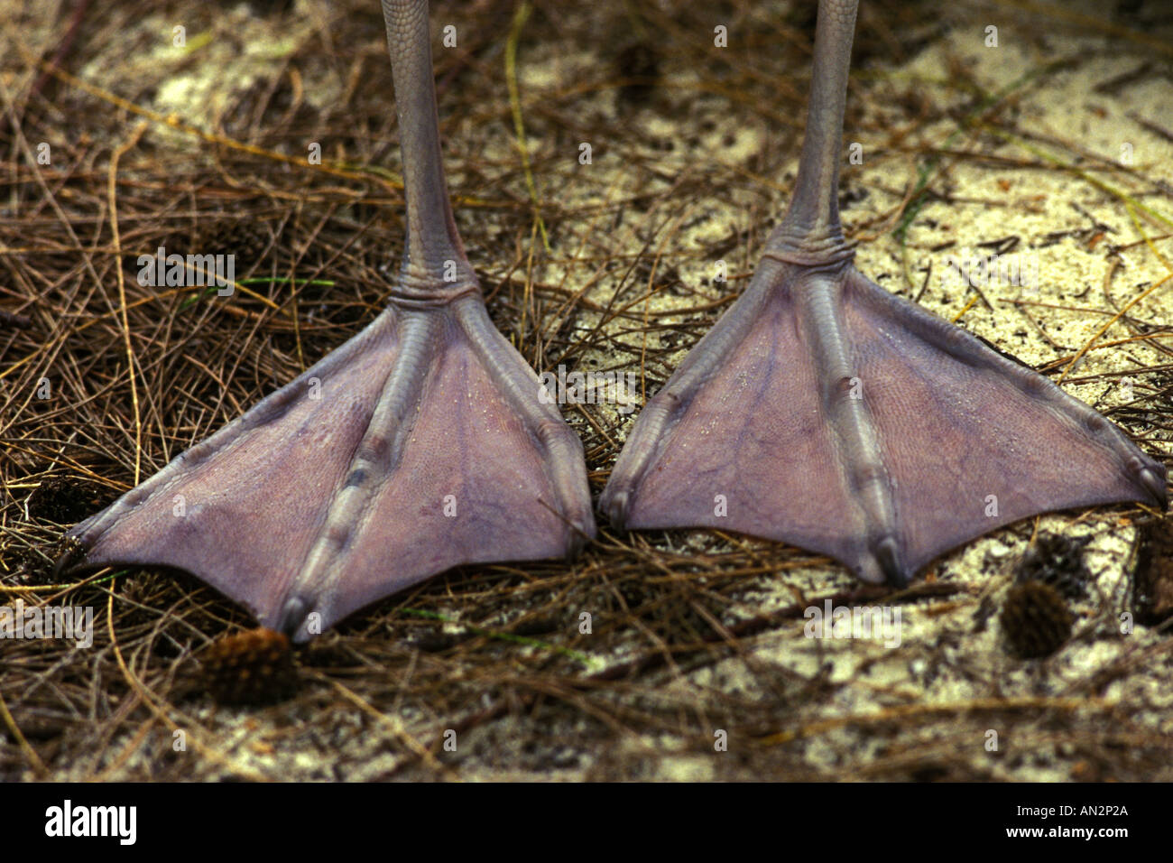 Laysan Albatross Feet Stock Photo - Alamy