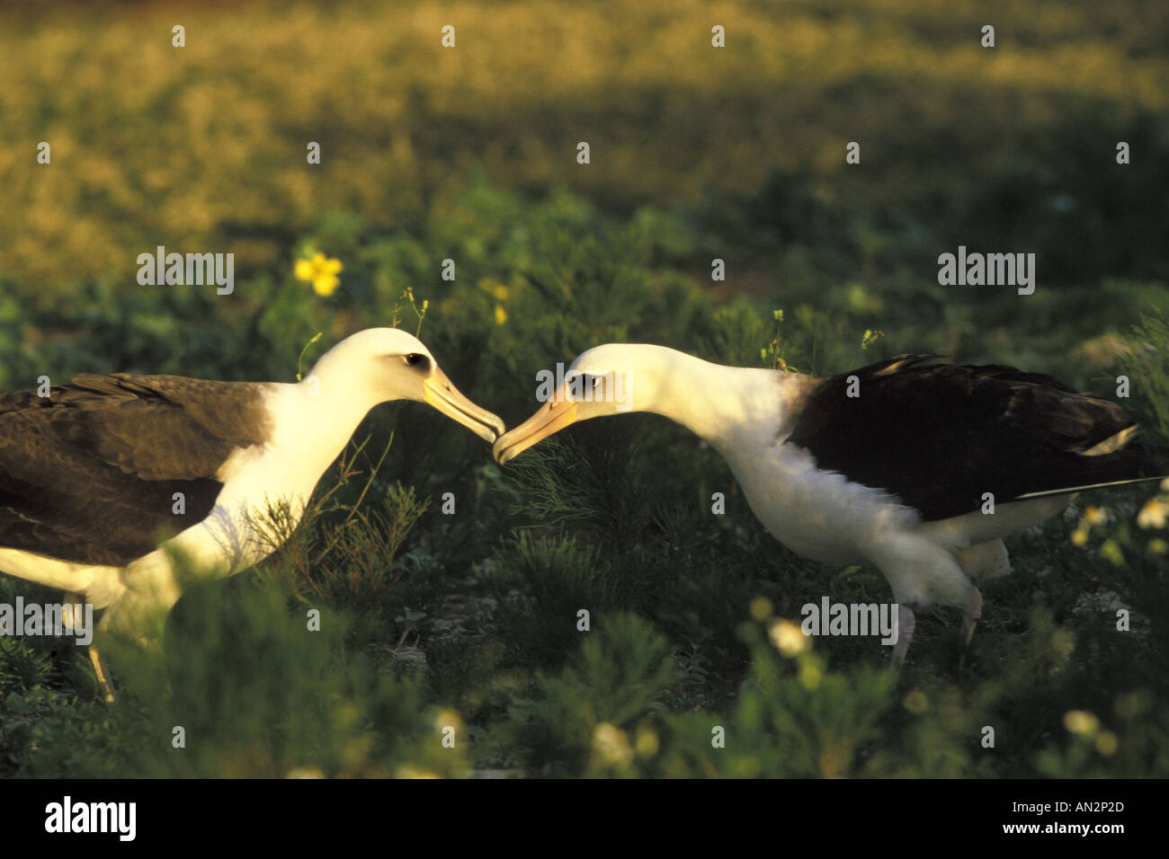 Laysan albatross mating hi-res stock photography and images - Alamy