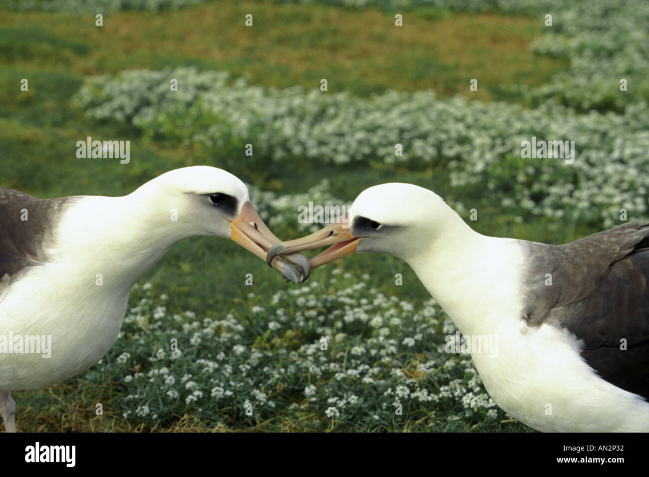 Laysan albatross mating hi-res stock photography and images - Alamy