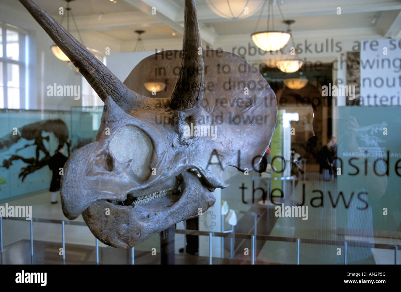 North America, USA, New York, New York City. Dinosaur skeleton exhibit ...