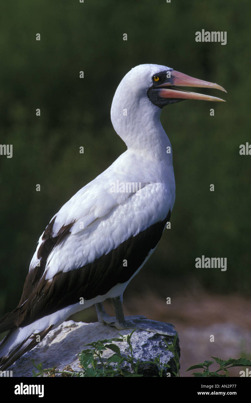 Masked Booby Portrait Stock Photo - Alamy