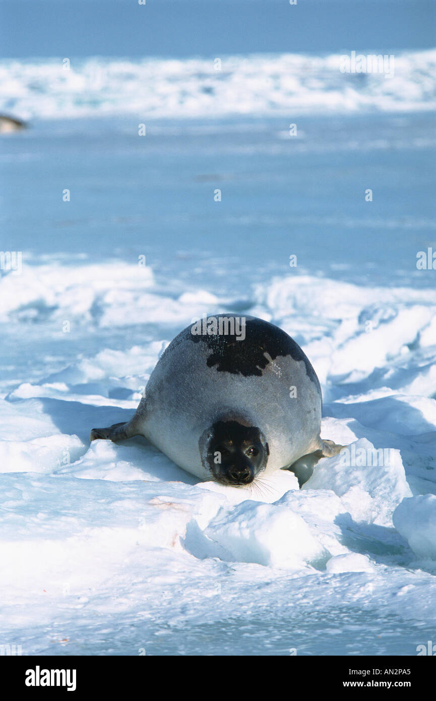 Harp seal lying on ice Stock Photo - Alamy