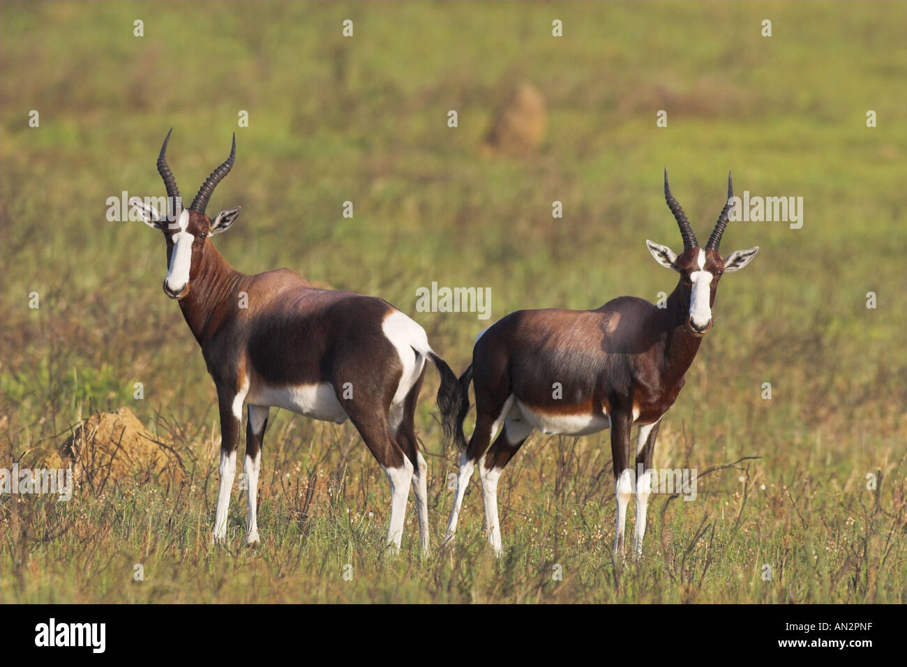 Bontebok (Damaliscus dorcas), pair, South Africa, Bontebok NP Stock ...