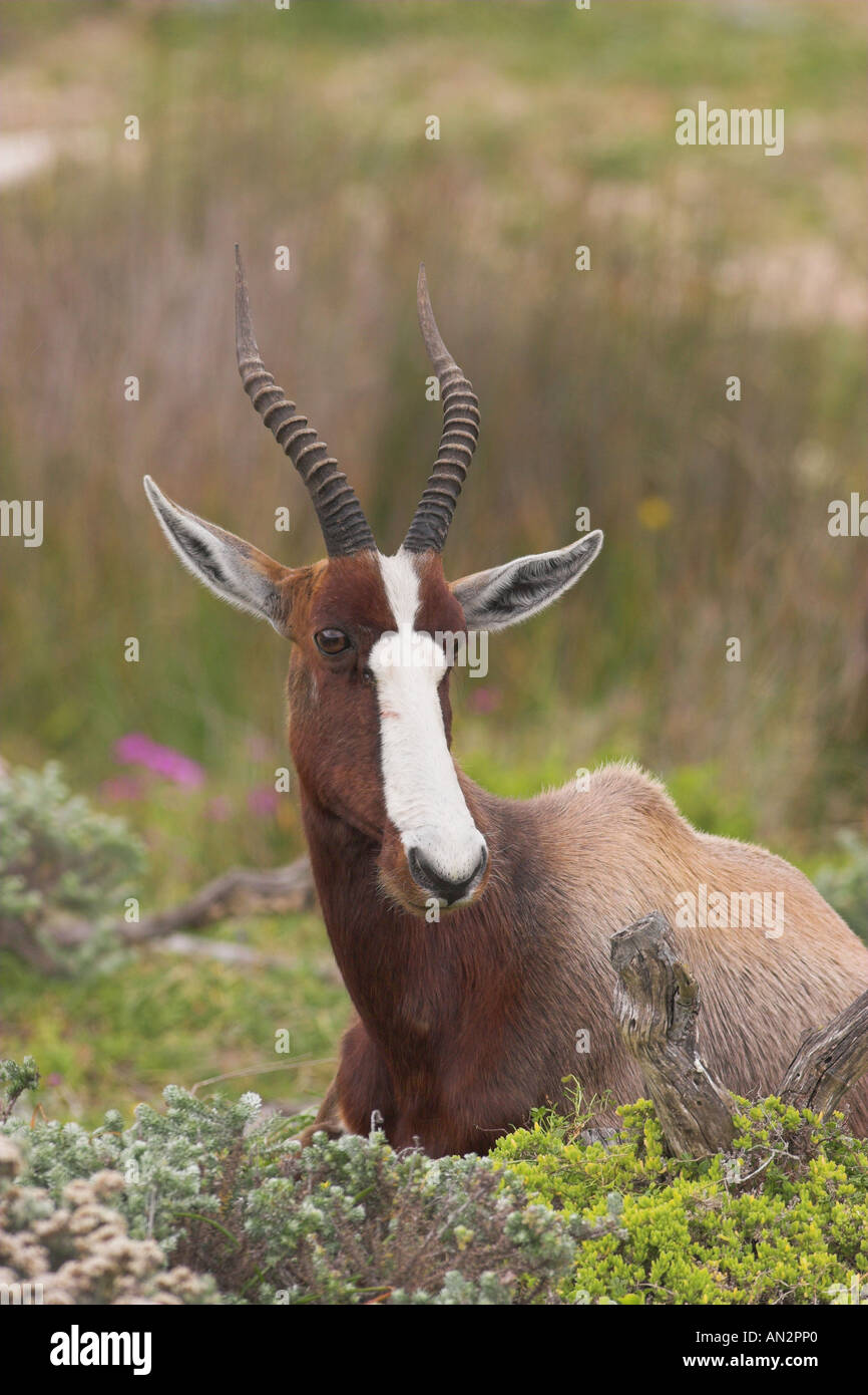 Bontebok (Damaliscus dorcas), portrait of a single animal, sitting ...