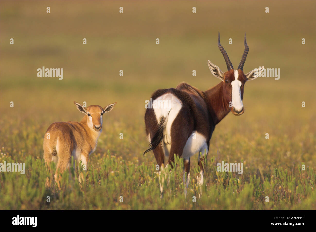 Bontebok Vs Blesbok