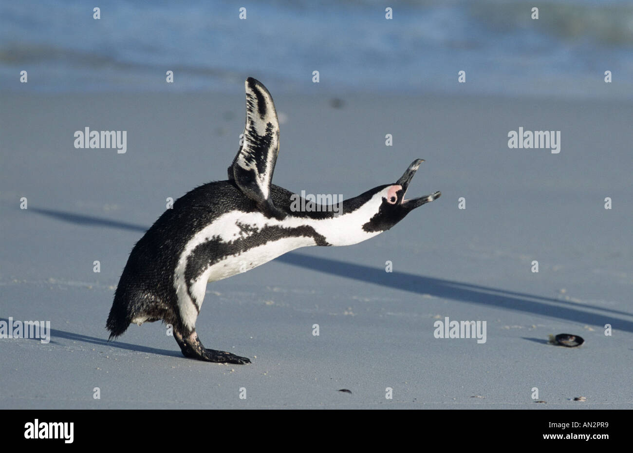 Jackass Penguin (Spheniscus demersus), portrait of a yelling single ...