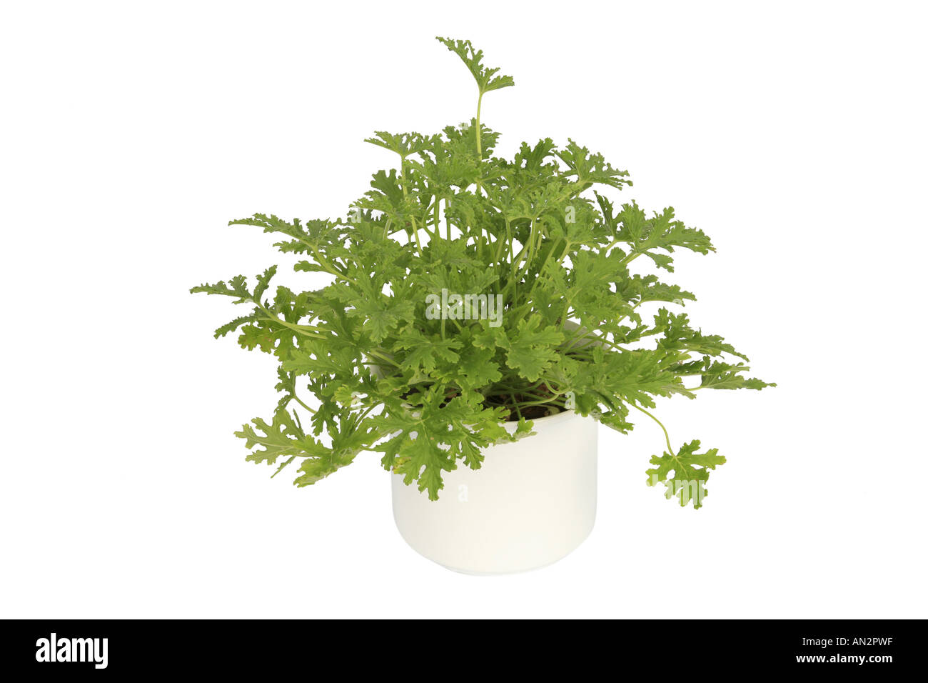 citrosa geranium, mosquito-shocker, Mosquito-fighter, Citronella ...