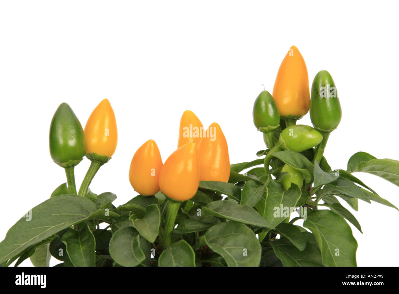 chili pepper, paprika (Capsicum annuum), fruiting plant Stock Photo - Alamy