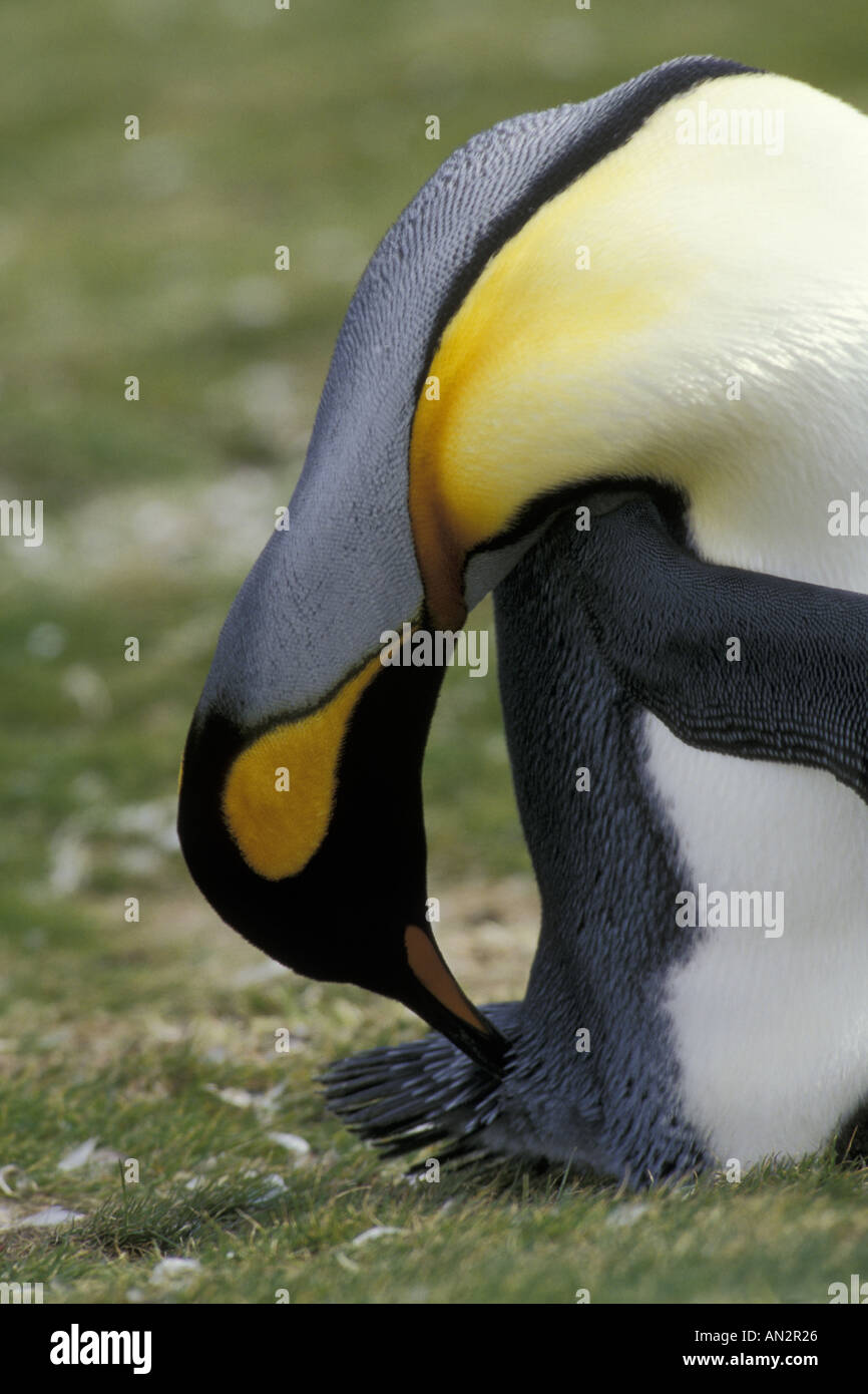 King Penguin Preening Stock Photo - Alamy