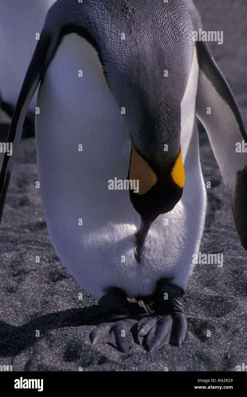 King Penguin Preening Stock Photo - Alamy
