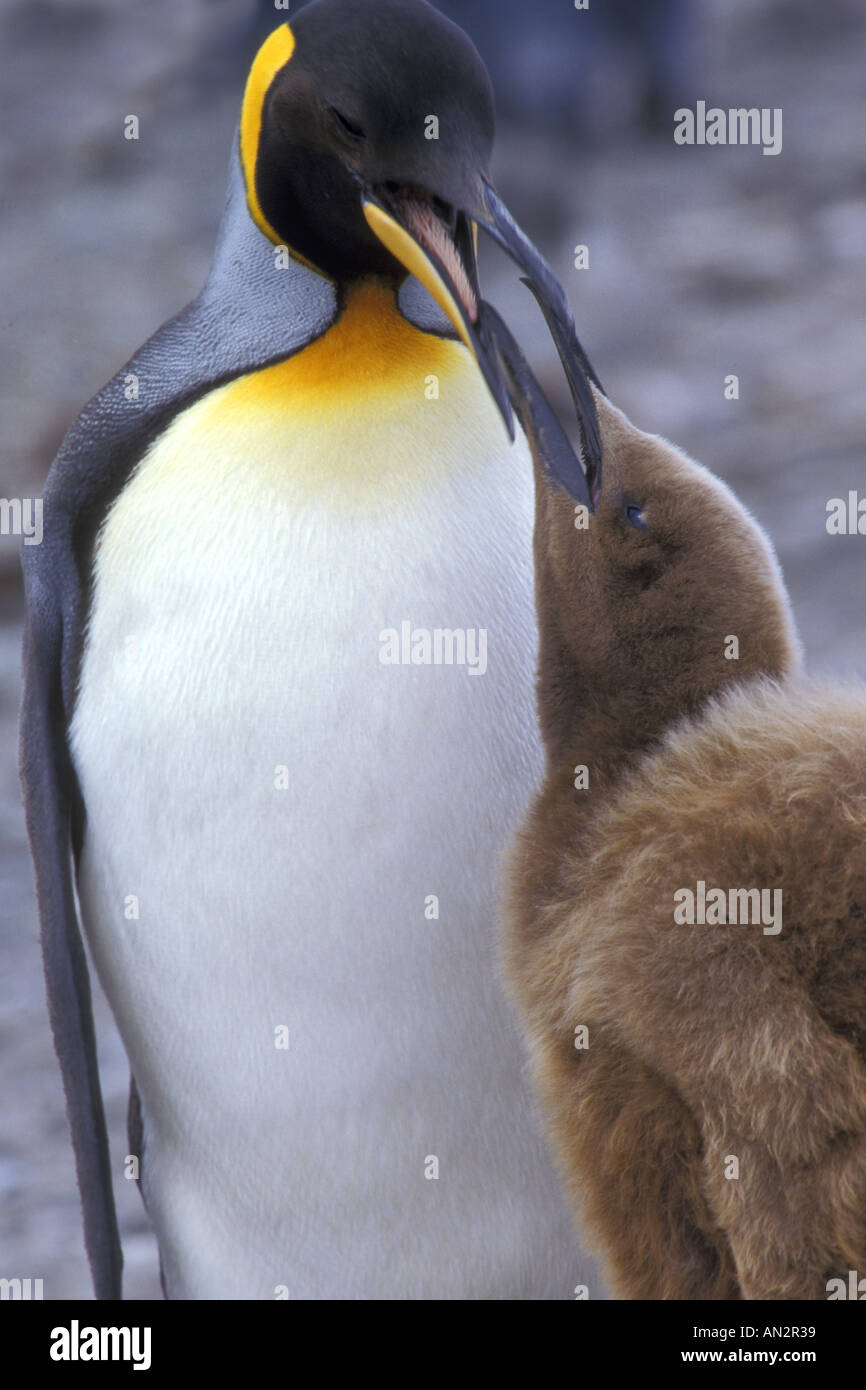 King Penguin Feeding Chick Stock Photo - Alamy