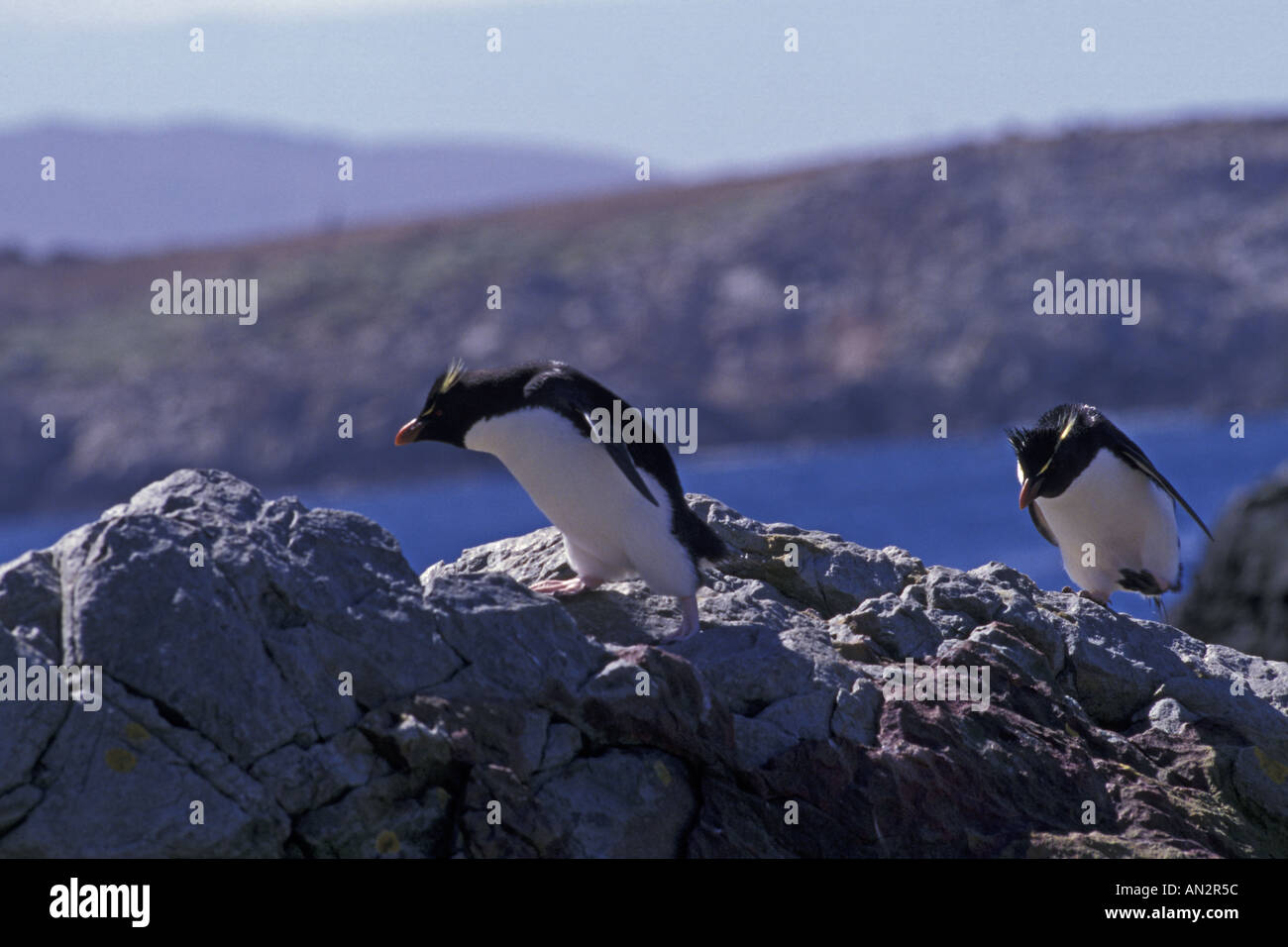 Rock Hopper Penguin Stock Photo - Alamy