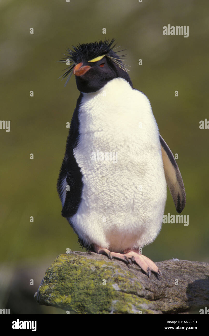 Rock Hopper Penguin Portrait Stock Photo - Alamy