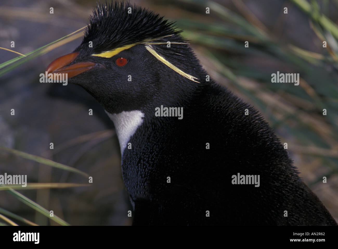 Rock Hopper Penguin Portrait Stock Photo - Alamy