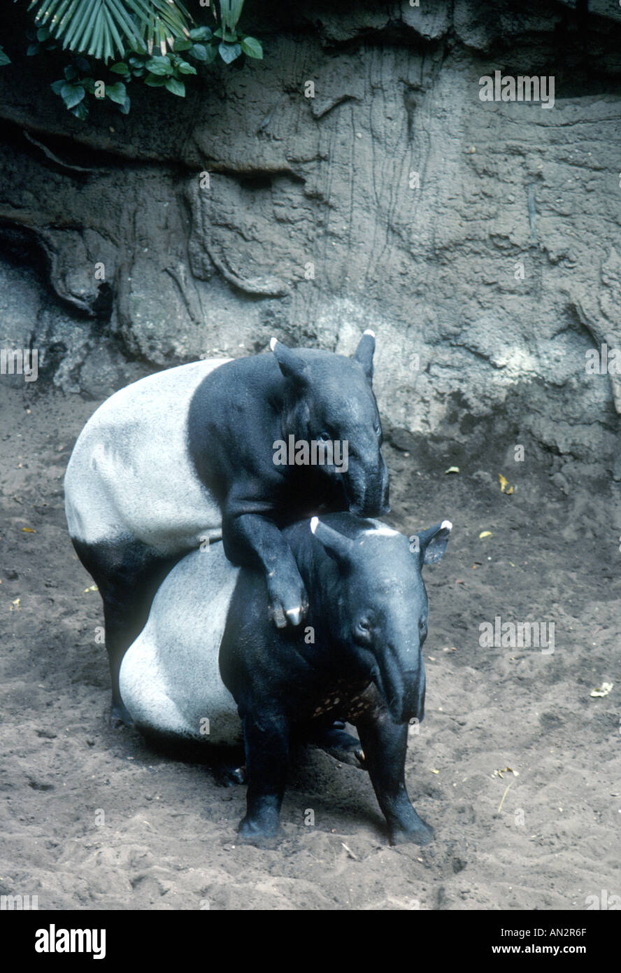 Malayan tapirs mating Stock Photo - Alamy