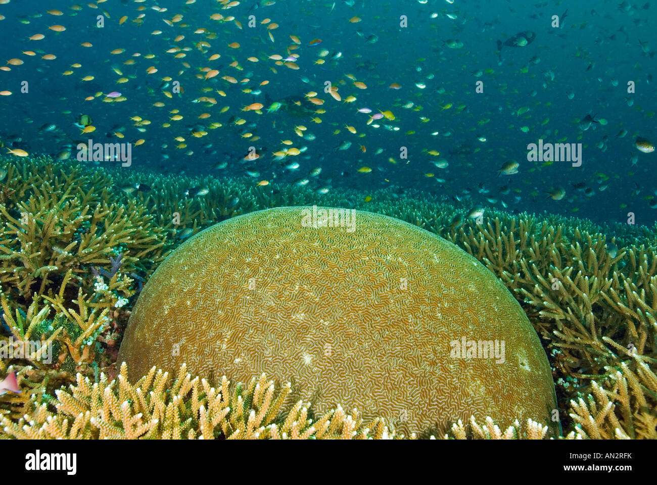 Dense branching hard corals and brain coral Damsels and anthiases ...