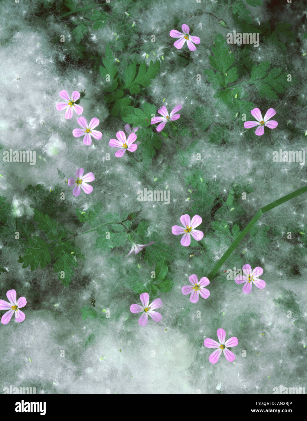 USA, Oregon, Columbia River Gorge National Scenic Area, Storksbill ...