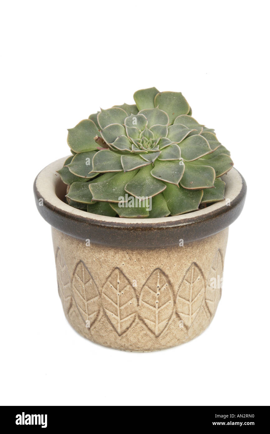 Tacitus bellus, Graptopetalum bellum (Tacitus bellus, Graptopetalum ...