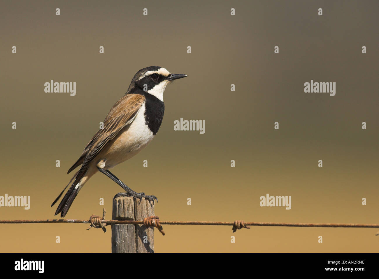 capped wheatear (Oenanthe pileata), sitting on a pile, South Africa, De ...