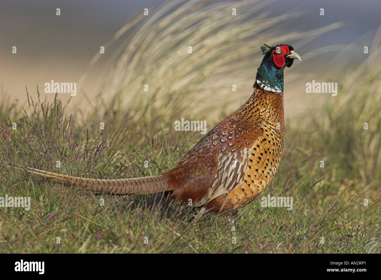 common pheasant, Caucasus Pheasant, Caucasian Pheasant (Phasianus ...