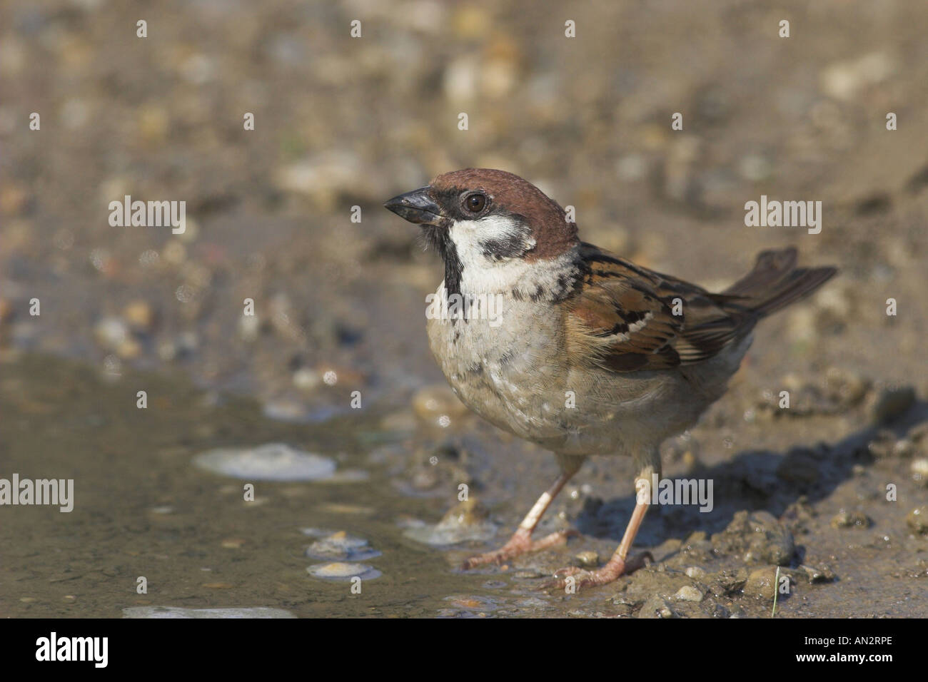 Austrian baths hi-res stock photography and images - Alamy