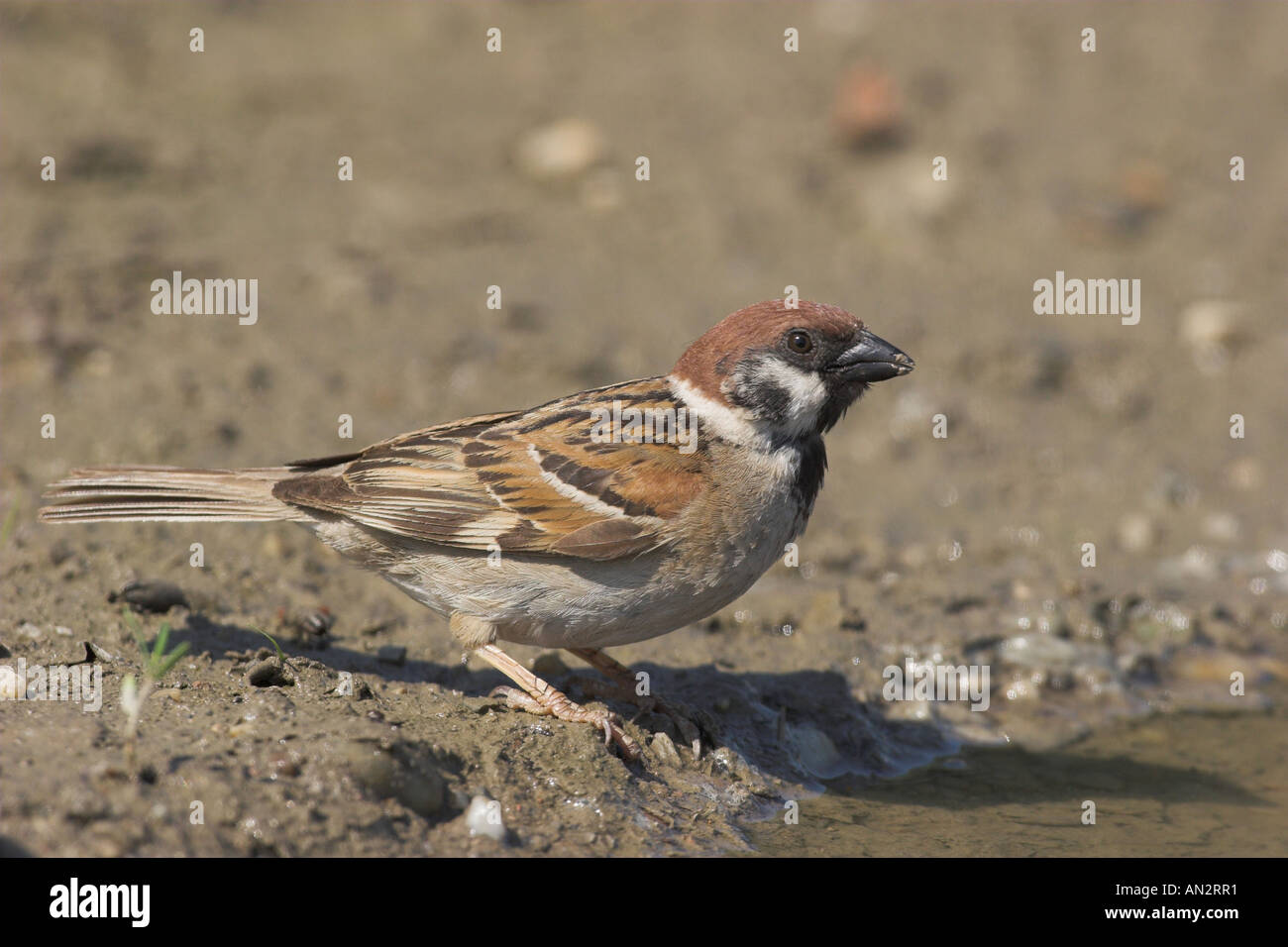 Central park sparrows hi-res stock photography and images - Alamy