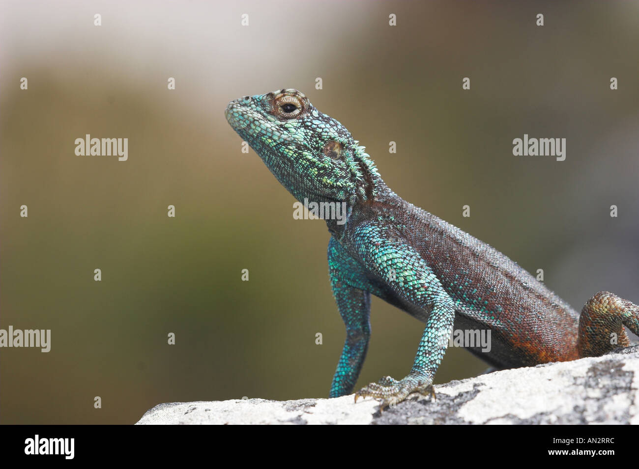 southern rock agama, South African rock agama (Agama atra), portrait of ...