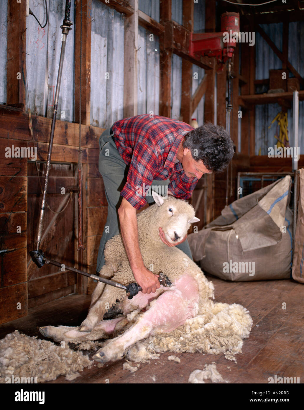 Sheep Shearing New Zealand High Resolution Stock Photography and Images ...