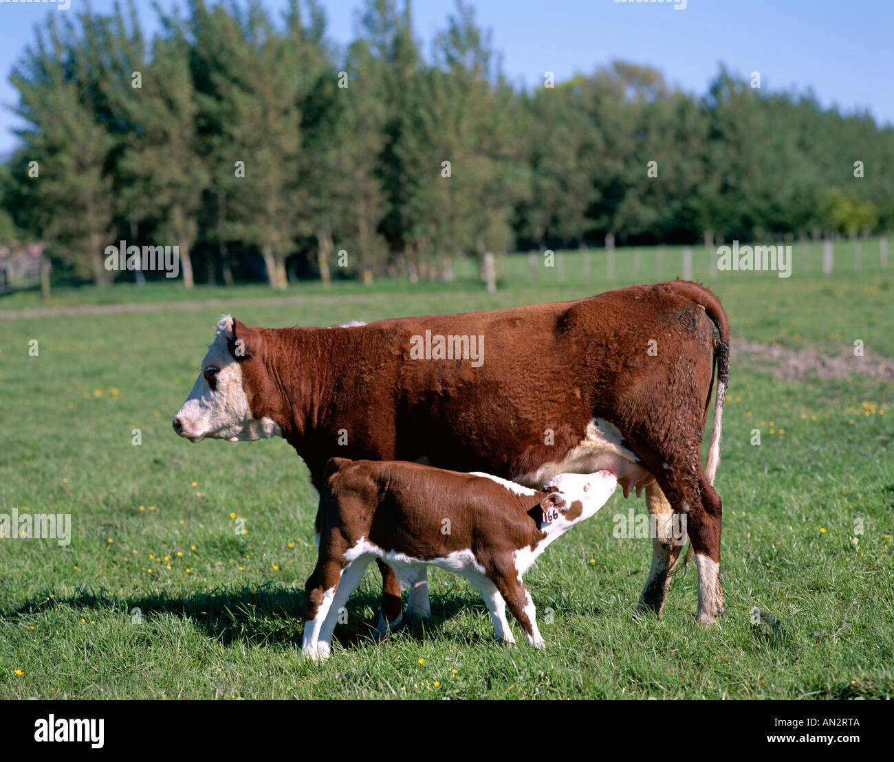 Cow & Calf in Field, North Island, New Zealand Stock Photo - Alamy