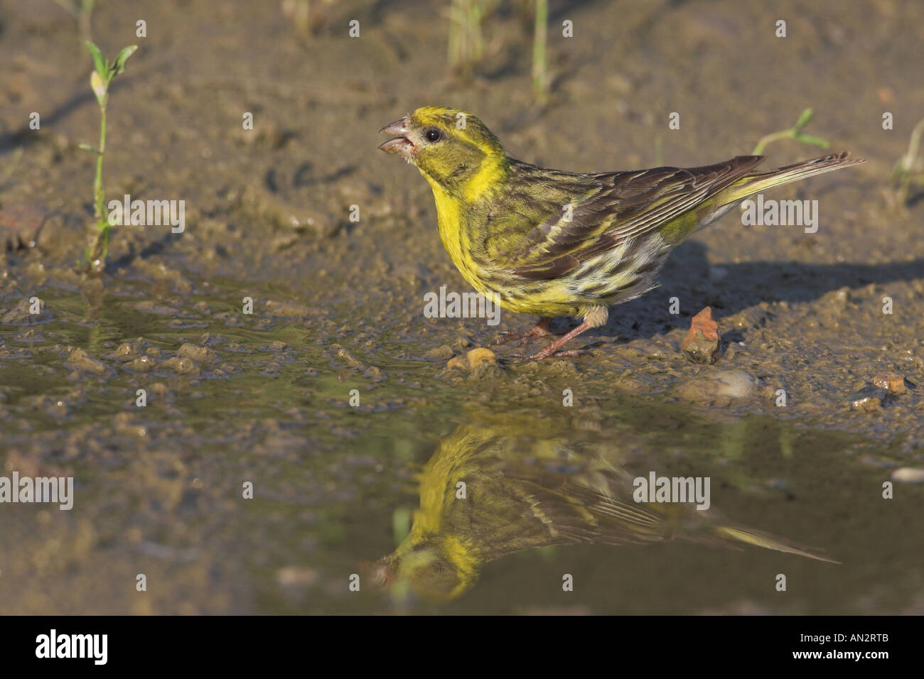European serin (Serinus serinus), male at puddle, Austria, Neusiedler ...