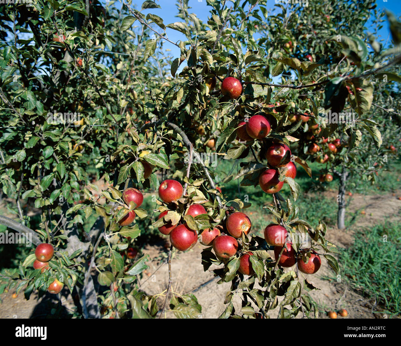 Apple Trees, Grovetown, South Island, New Zealand Stock Photo - Alamy