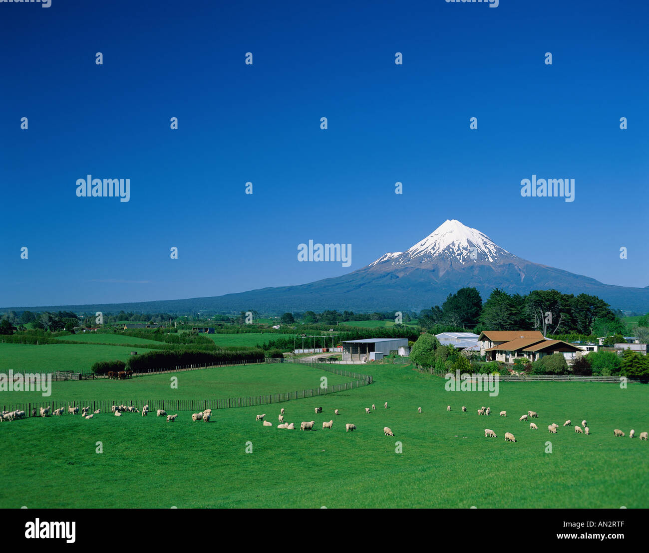 Egmont National Park / Mt.Egmont (Mt.Taranaki) / Sheep Farm, North Island, New Zealand Stock ...