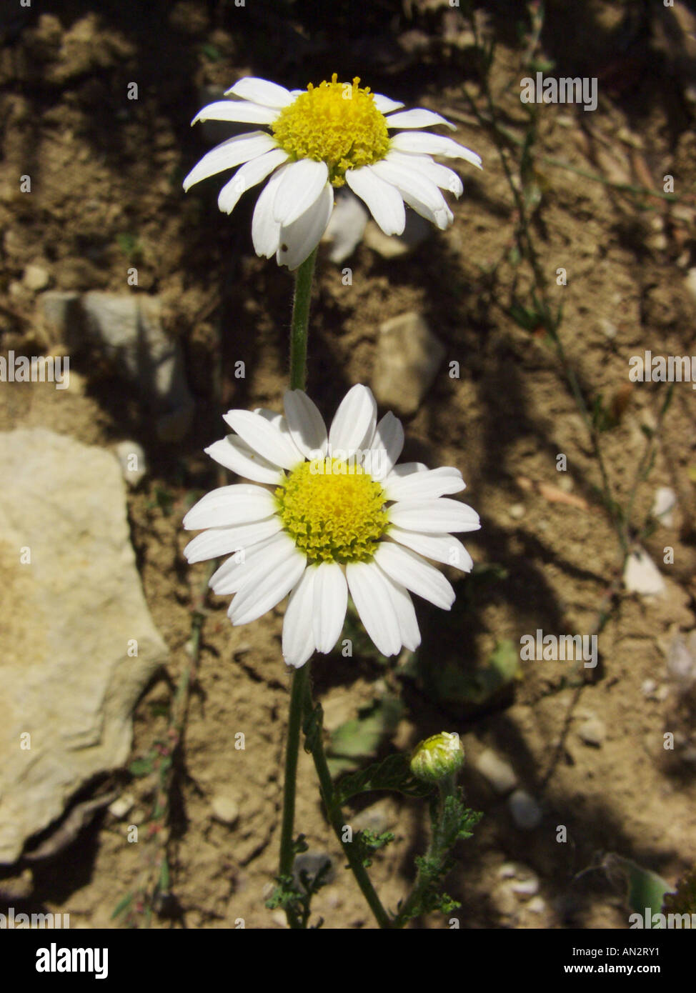 corn chamomile (Anthemis arvensis), inflorescences (capitula), Germany ...