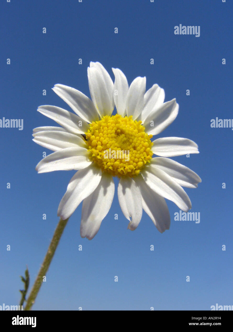 corn chamomile (Anthemis arvensis), inflorescences (capitula) against ...