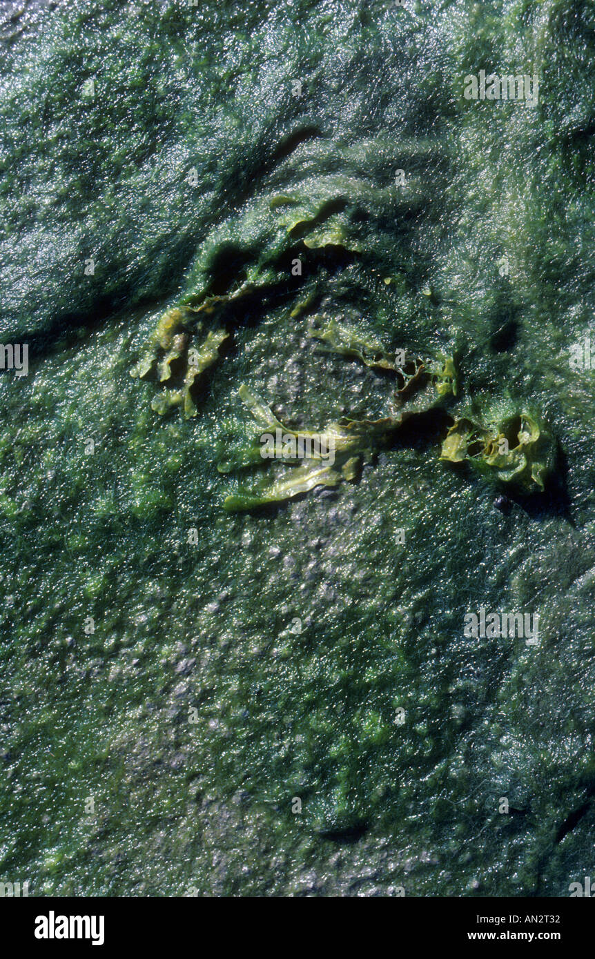 Algae algee hi-res stock photography and images - Alamy
