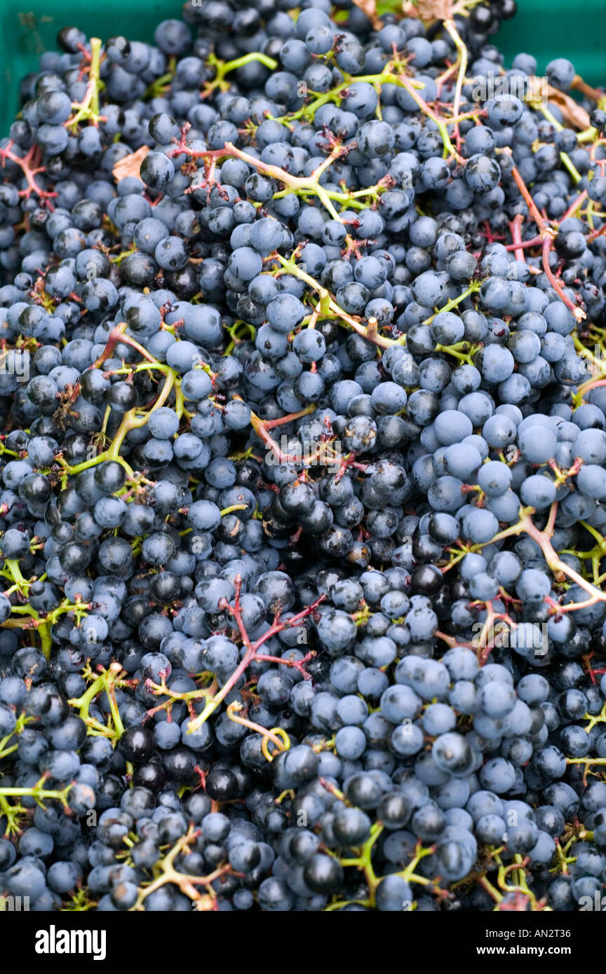Harvest of rondo grapes hi-res stock photography and images - Alamy