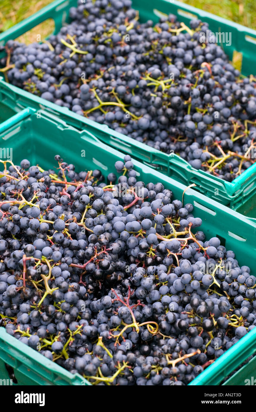 The black Rondo grape grown in the English county of Warwickshire Stock ...