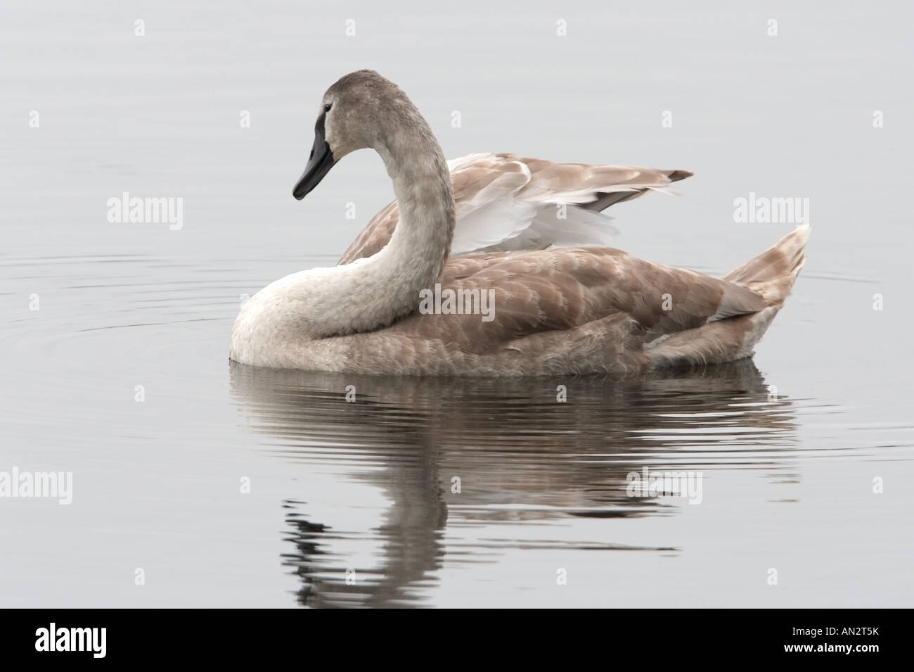 1st year swan hi-res stock photography and images - Alamy