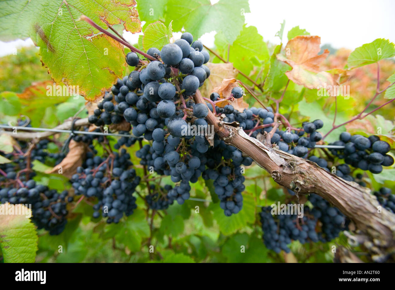 The black Rondo grape on the vine in an English vinyard cb4w9729 Stock ...