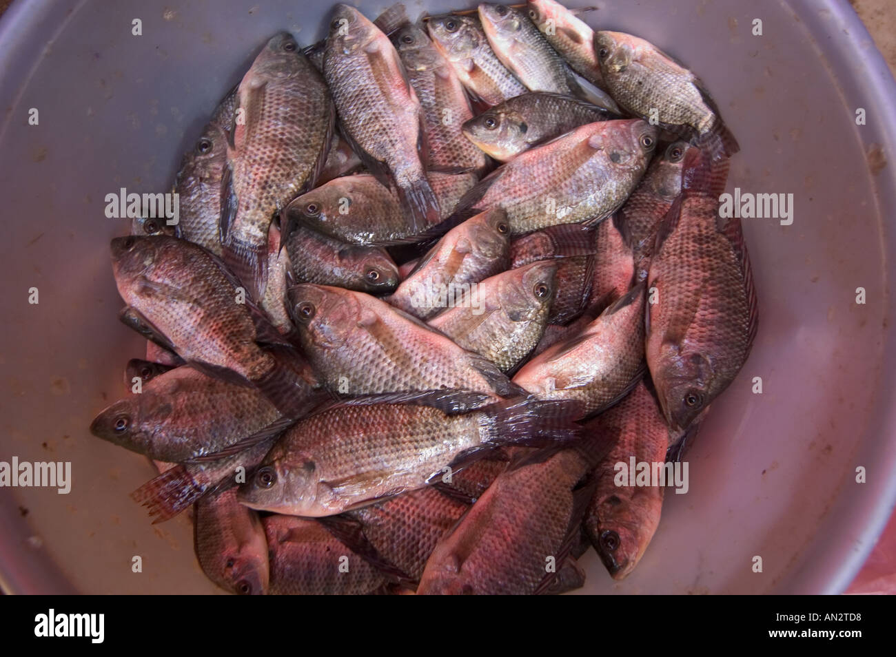 fish in Sapa market Sapa Northern Vietnam Stock Photo - Alamy