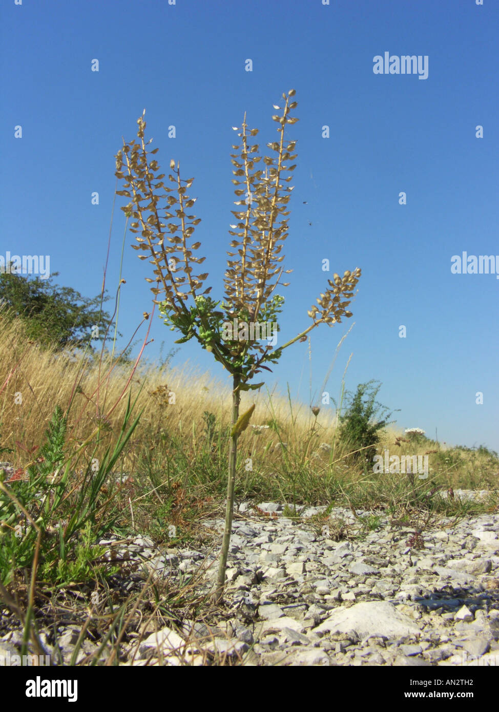 field pepperwort (Lepidium campestre), plant in a quarry, fruiting ...