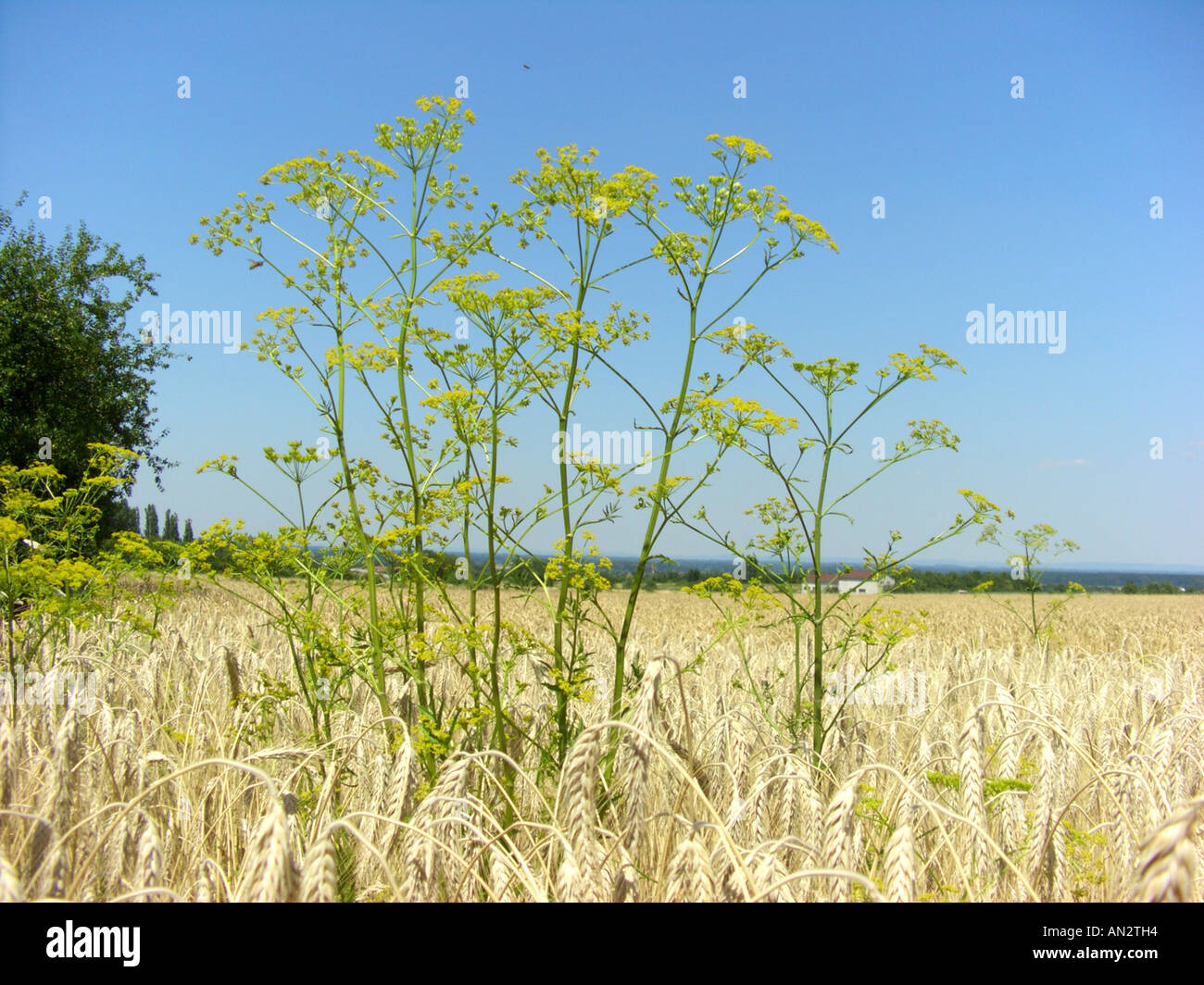 Segetal hi-res stock photography and images - Alamy
