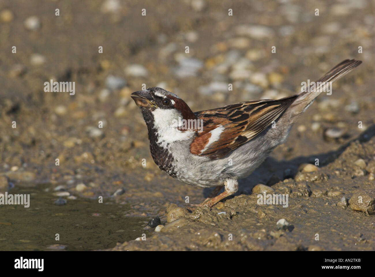 Sparrow austria hi-res stock photography and images - Alamy